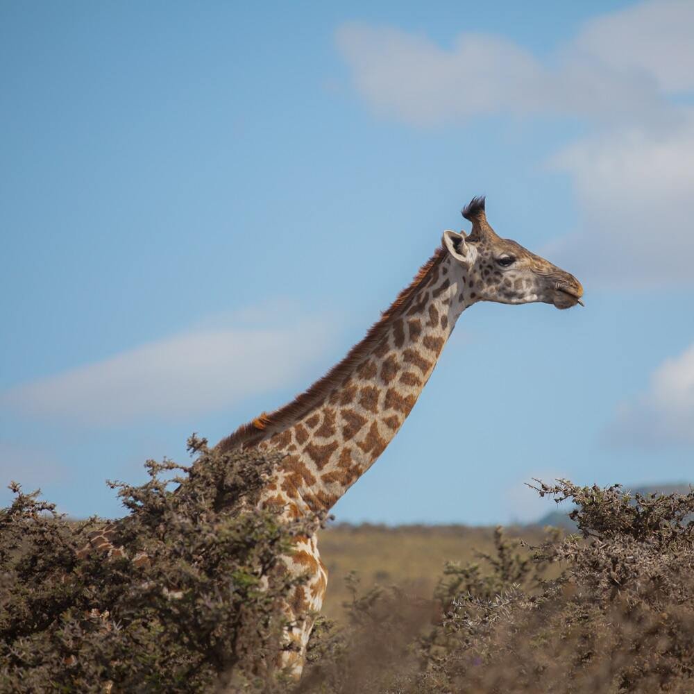 Tanzania Safari Holidays Packages & Kilimanjaro Climb | Heart of Serengeti